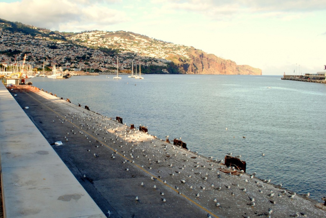 paseo maritimo funchal - Wander on World | Travel. Discover. Feel.